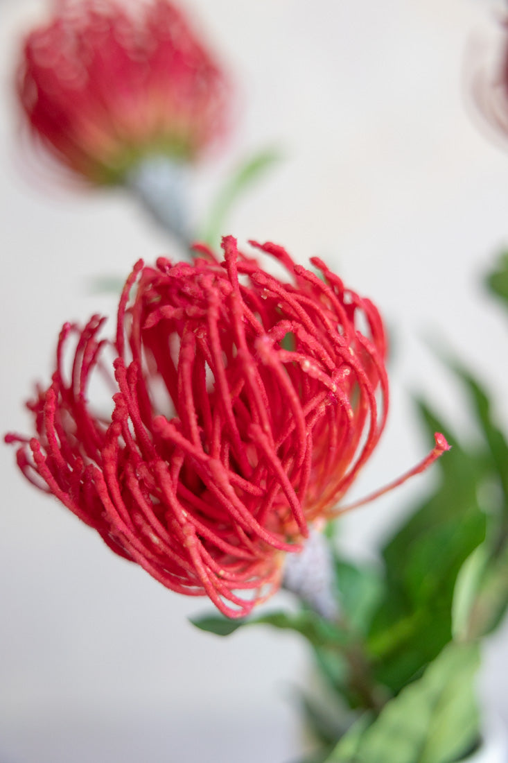 Red Pincushion Flower Fire King Pincushion Flower Seeds / Scabiosa
