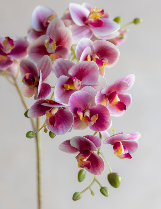 Mini Faux Phalaenopsis Orchids | Berry Pink & Elements By Tracey