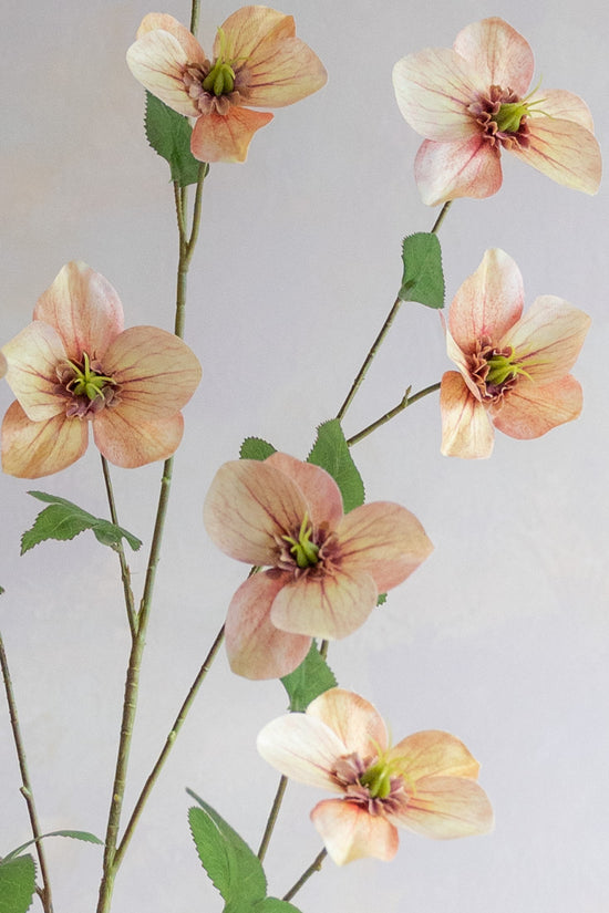 Silk Hellebores Flowers | Amberlight Peach & Elements By Tracey