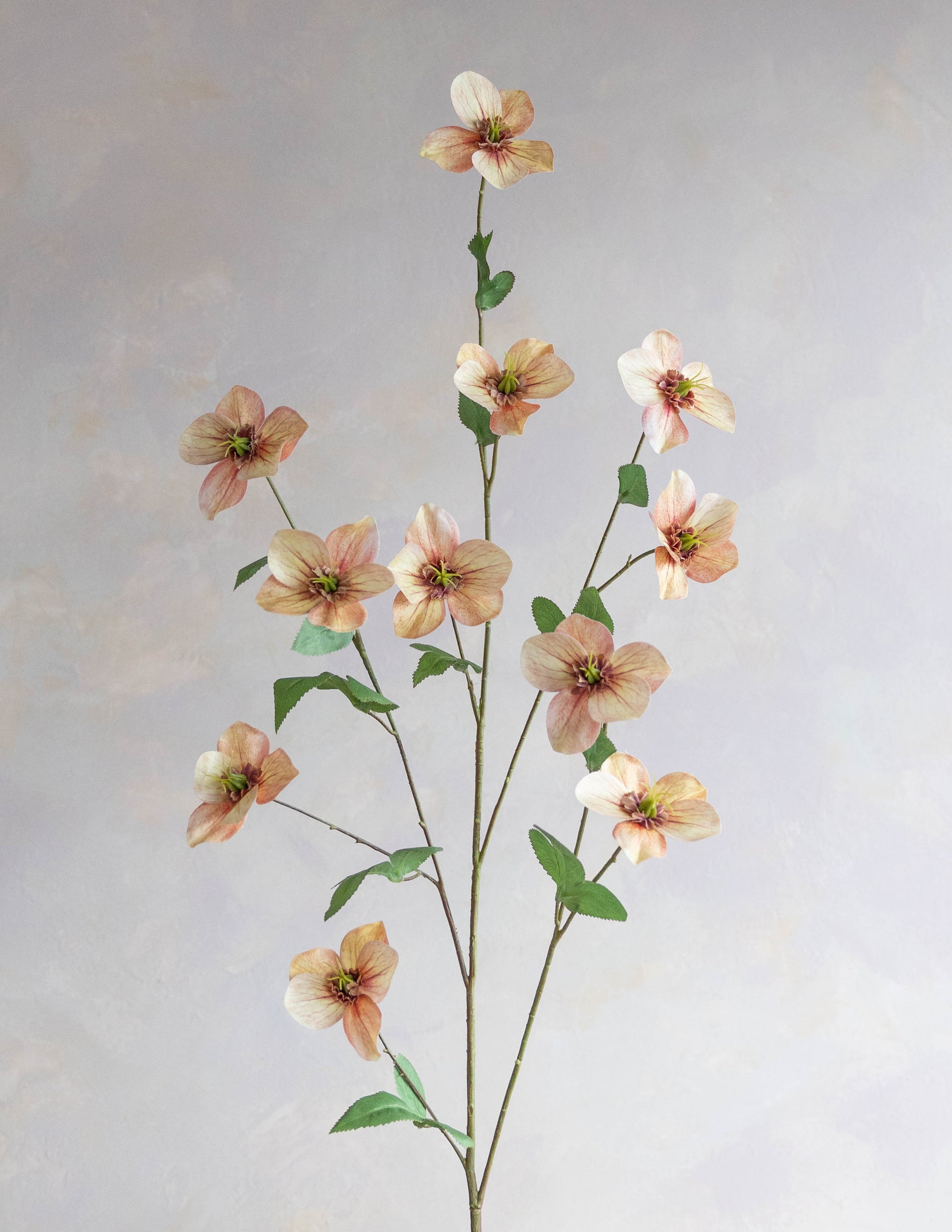 Silk Hellebores Flowers | Amberlight Peach & Elements By Tracey
