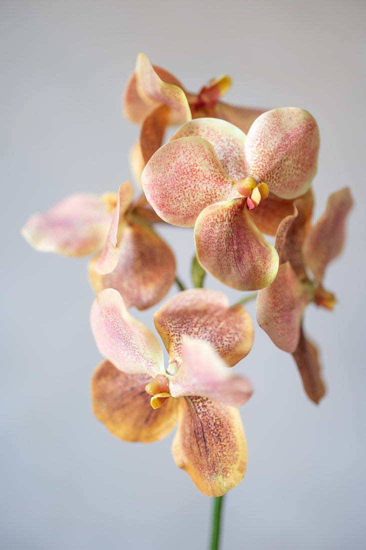 Silk Vanda Orchid | Butterscotch & Elements By Tracey